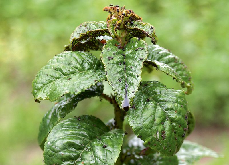 Ja dārzam uzbrūk laputis | LA.LV