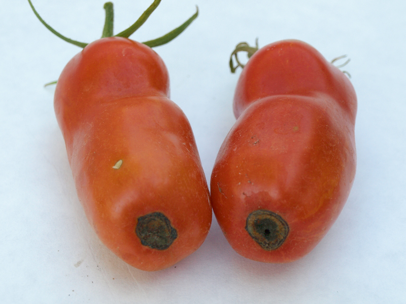 Kā glābt tomātus, ja sākusies sausā galotnes puve? | LA.LV