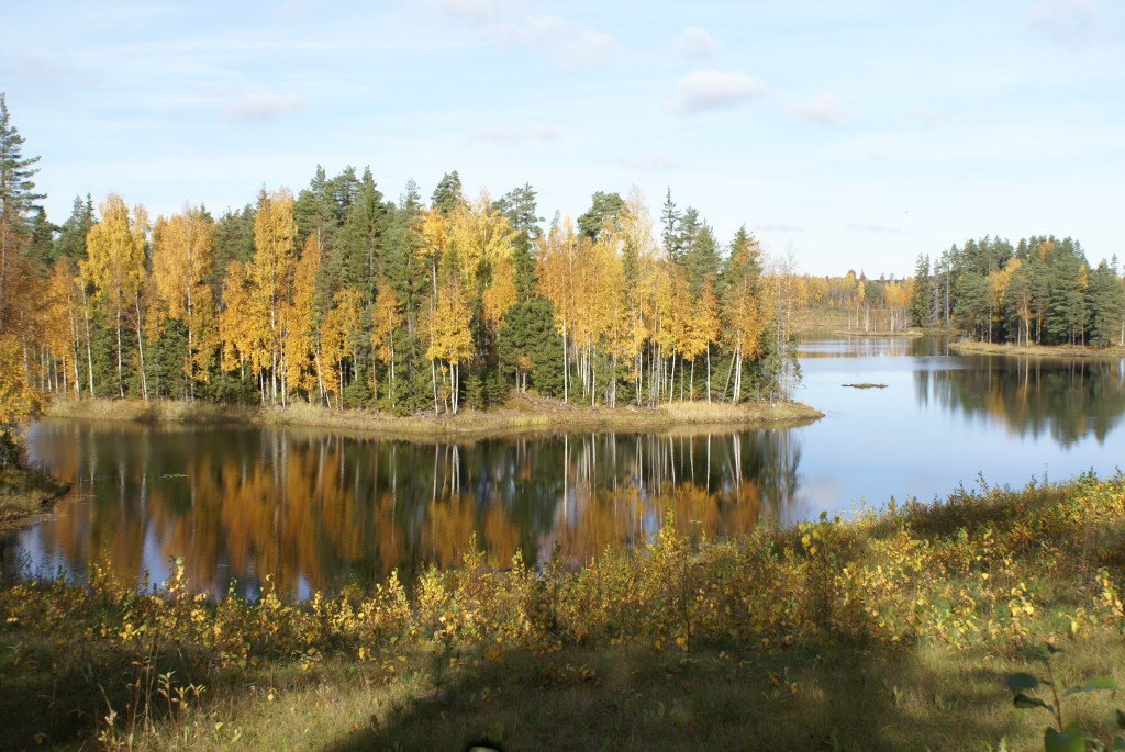 Gaidot rudeni, aicina ziņot par bērzu un kļavu lapu krāsošanos | LA.LV
