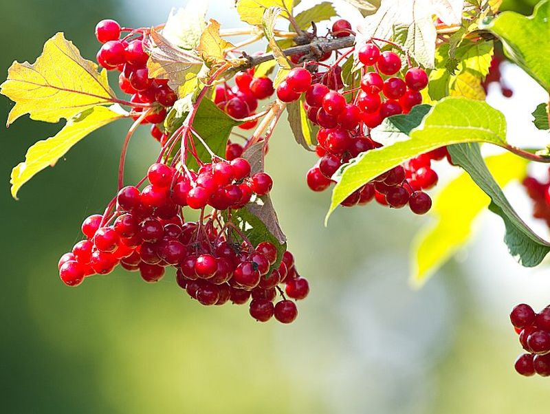 Cik daudz irbeņu ir droši ēst? Atbild Artūrs Tereško | Veselam.lv