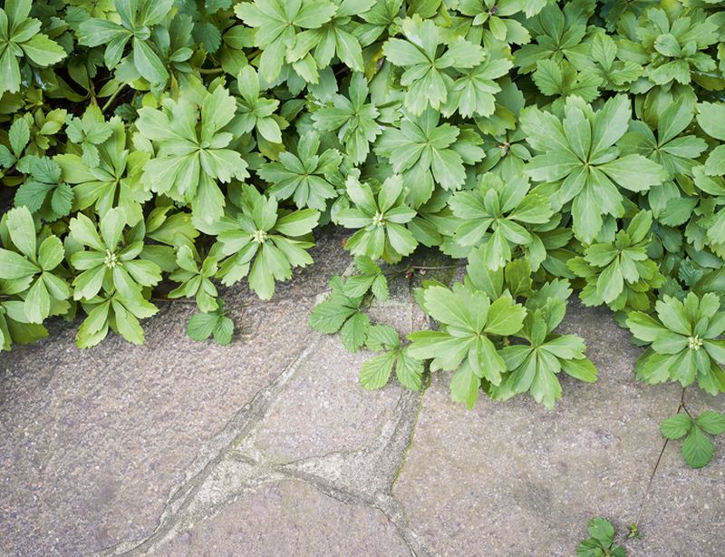 Augsnes sedzēja ēnainai vietai – galotnes pahisandra | LA.LV