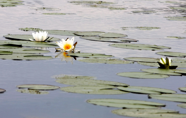 Ikšķilē no ūdenstilpnes izcelts noslīcis cilvēks | LA.LV