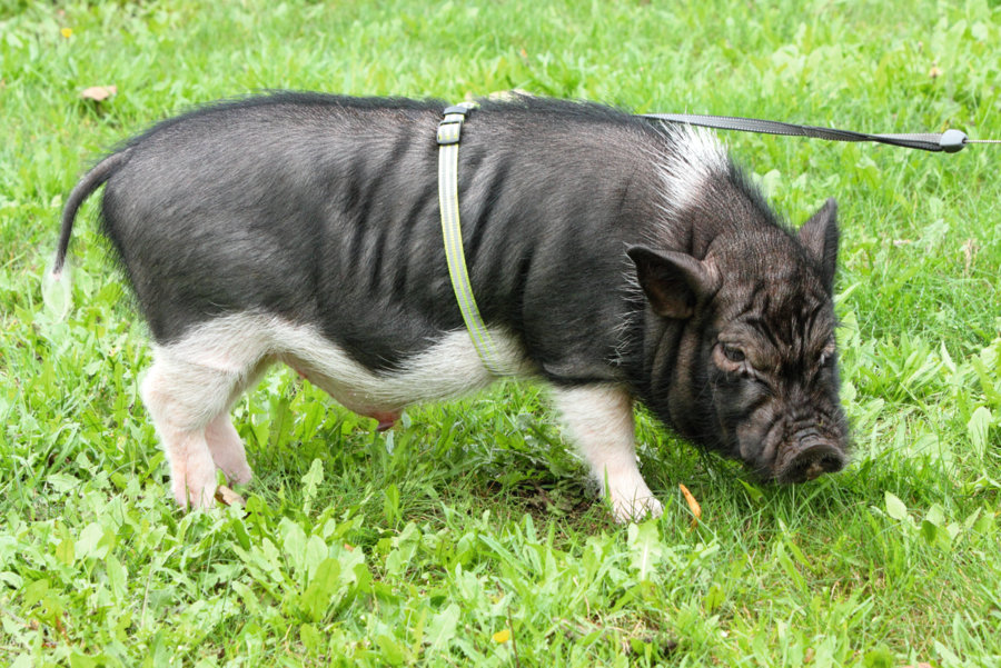 Iecirtīgais Ruksis. Iepazīstam peruāņu pundurcūkas | LA.LV