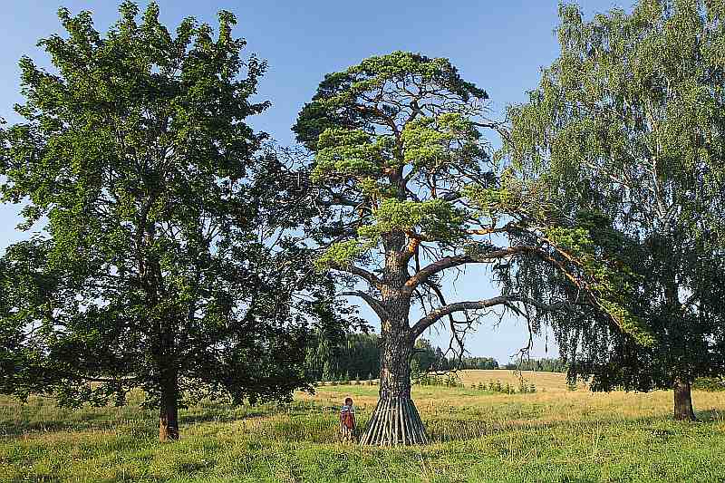 Krapas krusta priedes atdzīvošanās. Fragments no Gunta Eniņa grāmatas ...