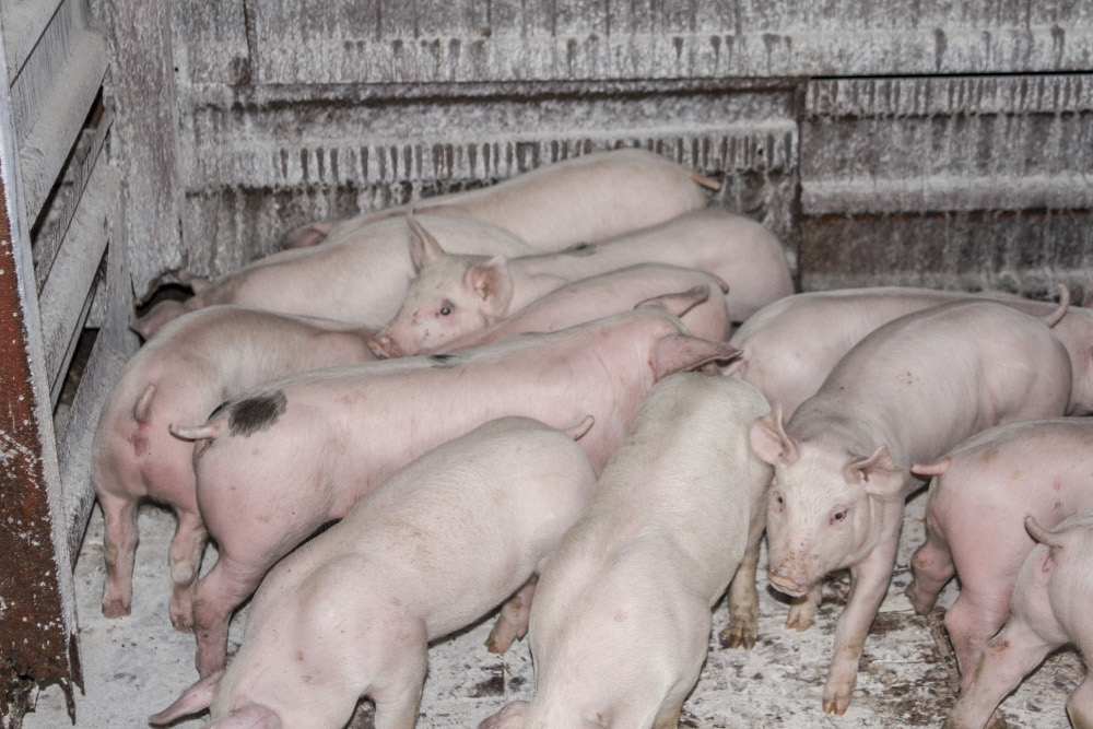 Miķelānu cūku kompleksu iegādājies SIA “Latvi Dan Agro” | LA.LV