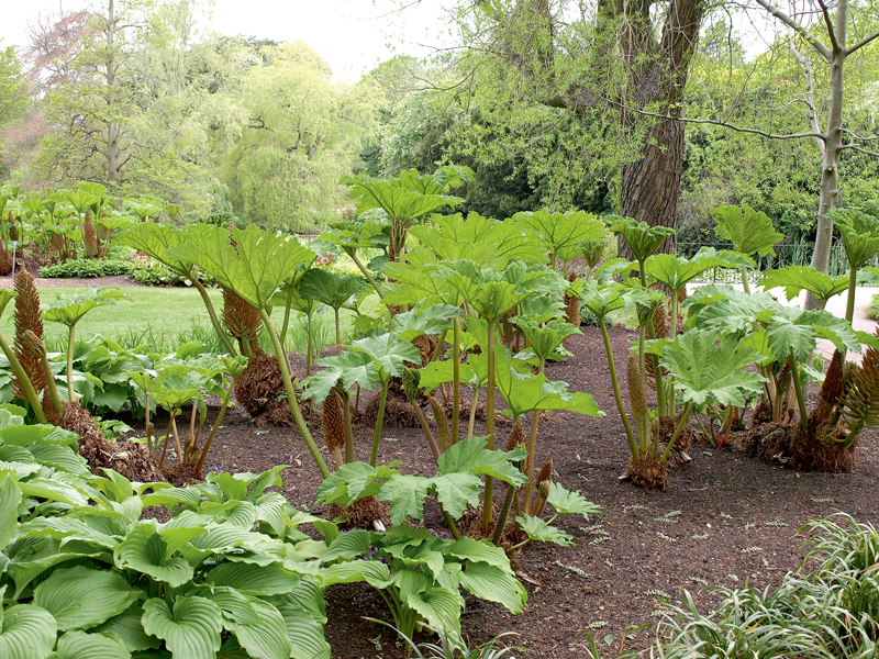 Rabarbera līdziniece – gunnere. Kā to audzēt? | LA.LV
