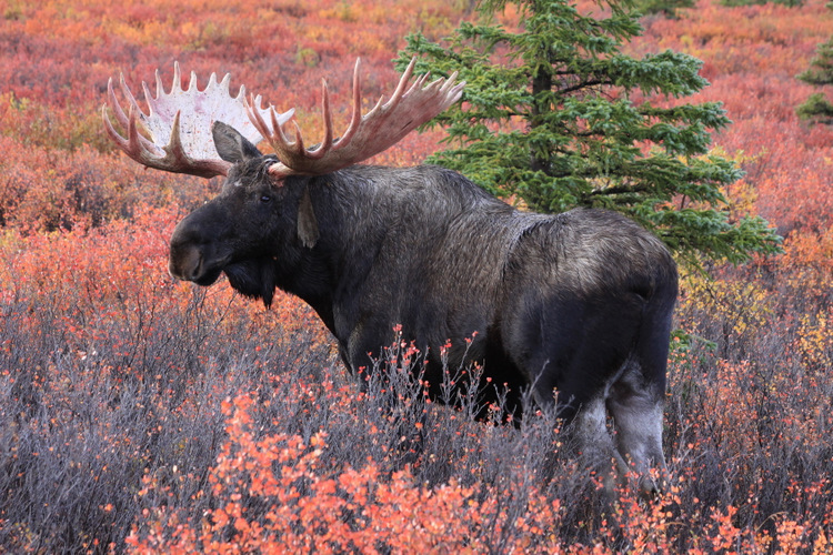 7 fakti par alņiem, ko nemaz nebiji iedomājies | LA.LV