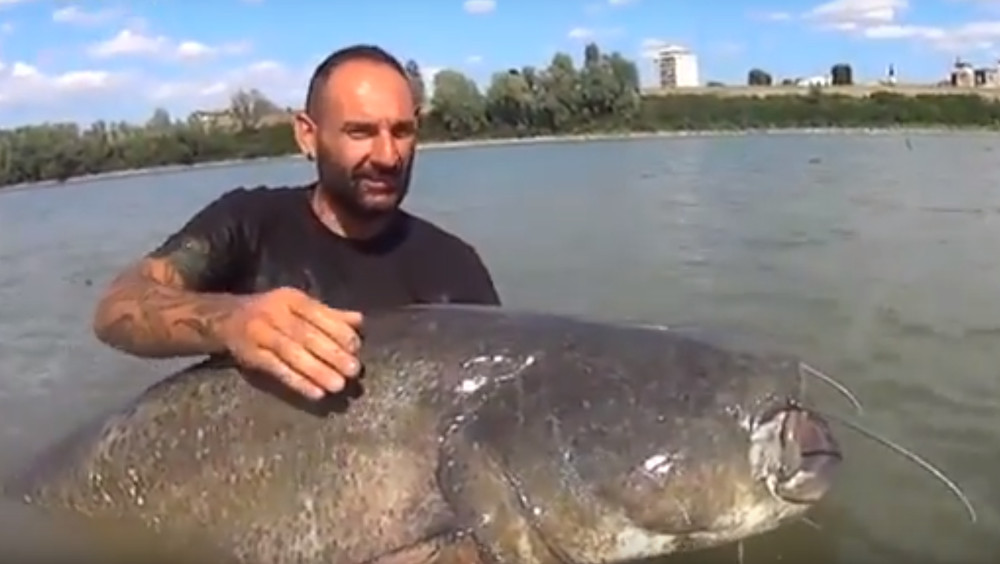 Po upes “Nesija”: pēc stundu ilgas cīņas izvelk 120 kg smagu samu | LA.LV