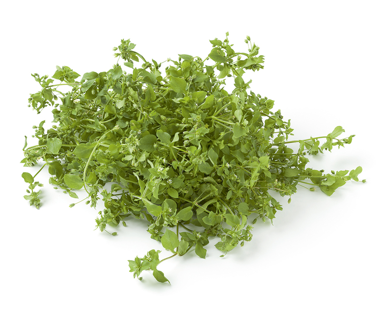 Trauslā nezāle virza – vēlos audzēt ārstniecībai | LA.LV