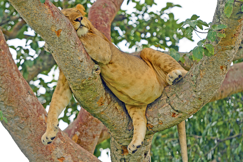 Komandieris Lauva. Kādu tā portretu zīmē astrologi? | LA.LV