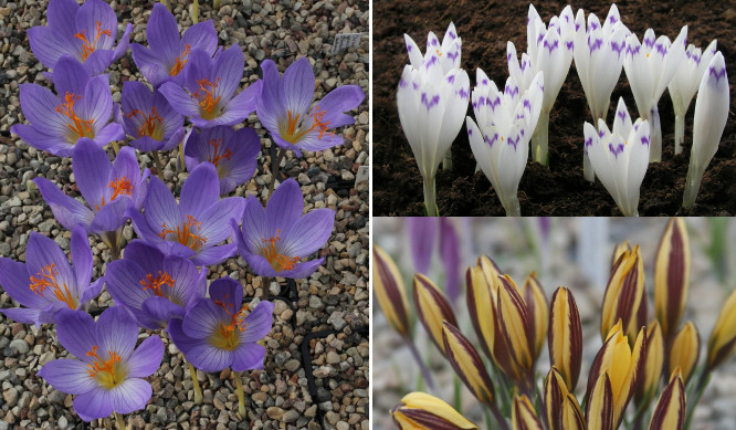 Pasaulē lielākā krokusu “vēstniecība” – Stalbē! | LA.LV