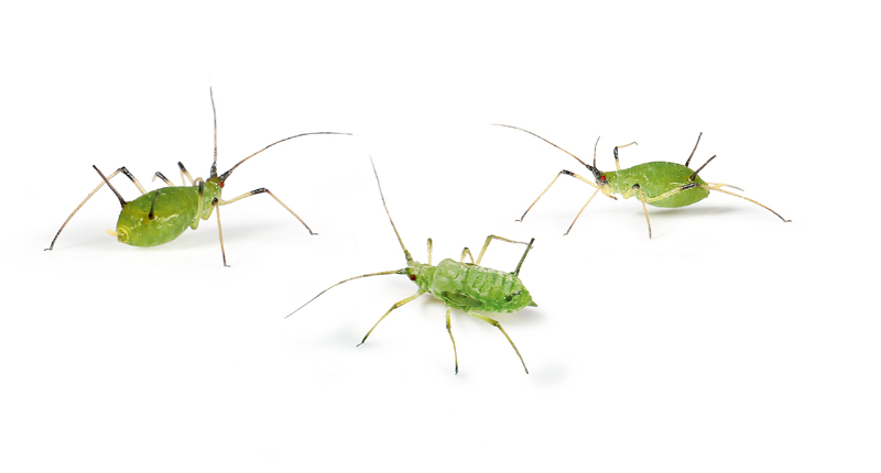 Ja begonijas apsēduši kaitēkļi | LA.LV