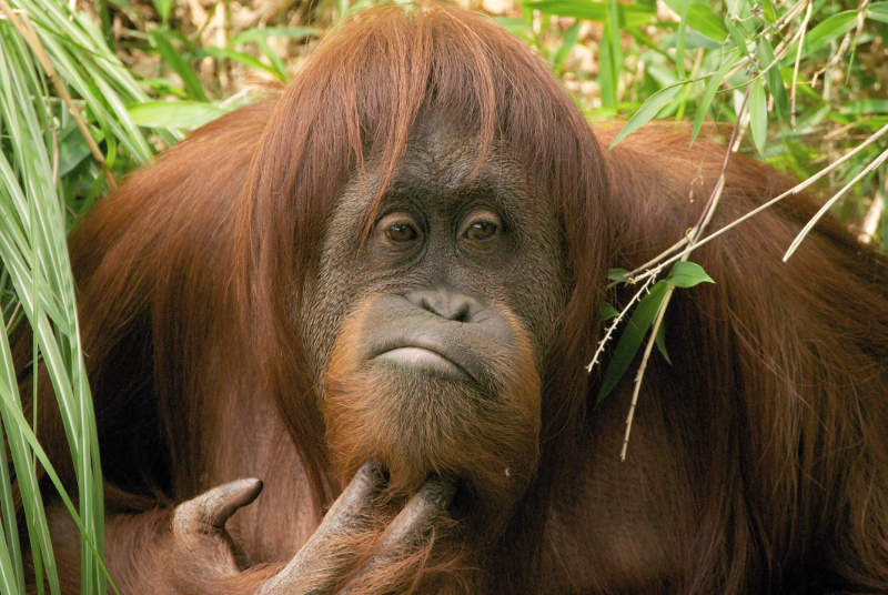 Pērtiķis Kenijā izraisa valsts mēroga elektroapgādes pārtraukumu | LA.LV