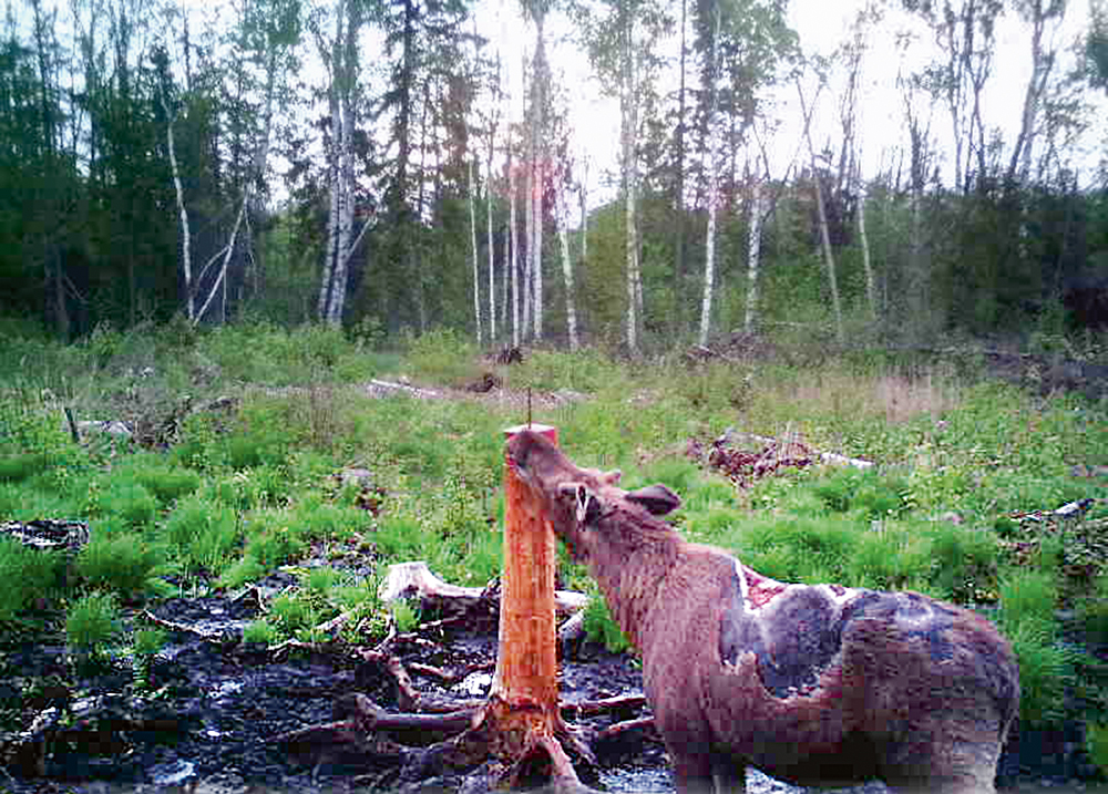 Madonas pusē mīt alnis ar jēlu muguru. Dienesti nespēj izlemt viņa ...