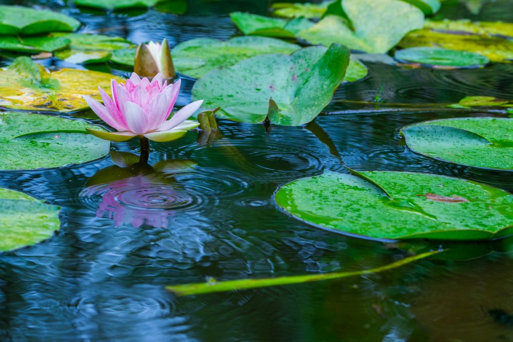 Ceturtdiena būs apmākusies, lietaina un vēsa | LA.LV