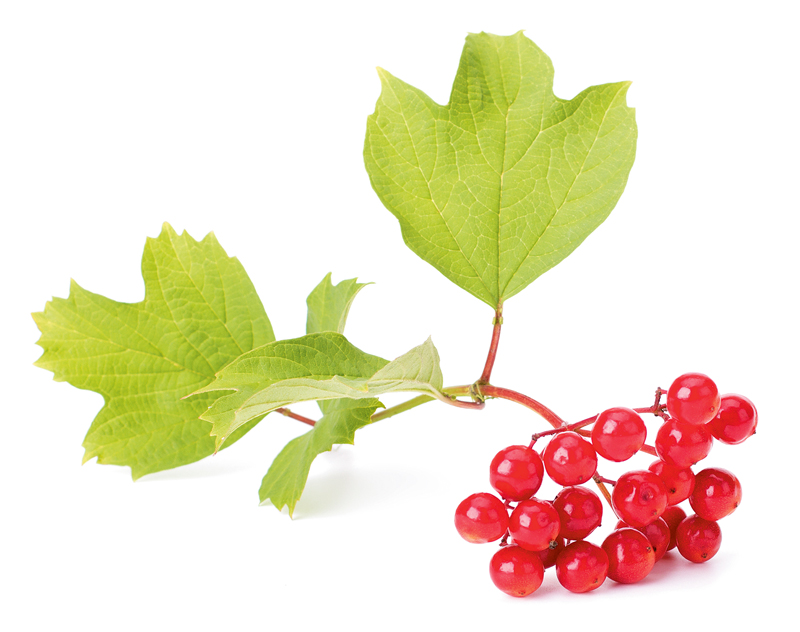 Kā piemājas dārzā pavairot irbenes? | LA.LV