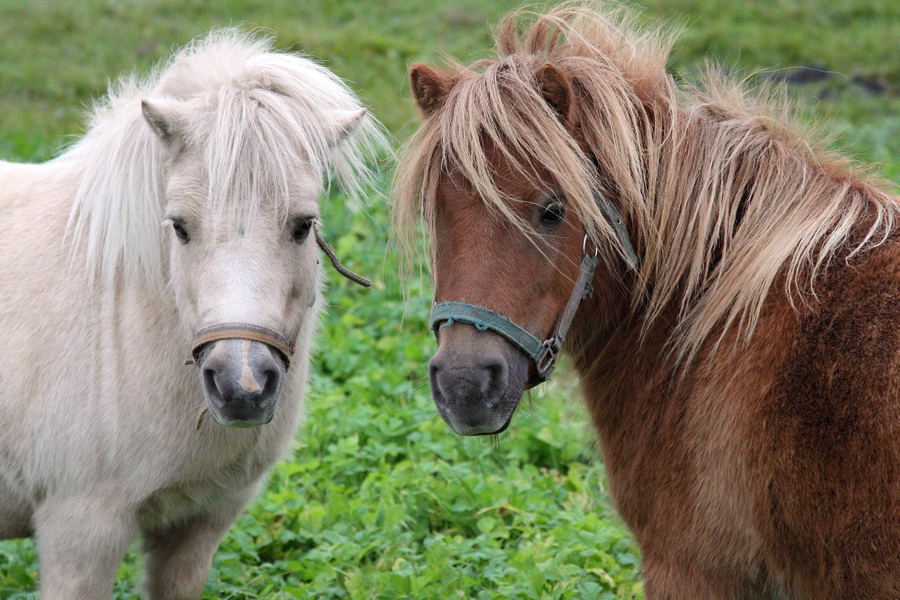Poniji – mazi, bet ar raksturu. Ciemojamies mini zoodārzā “Dobuļi” | LA.LV