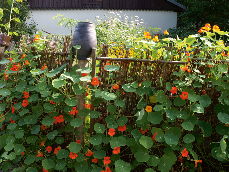 Smalkas, bet pieticīgas. Vai spāniešu kreses var sēt uzreiz dārzā vai ...