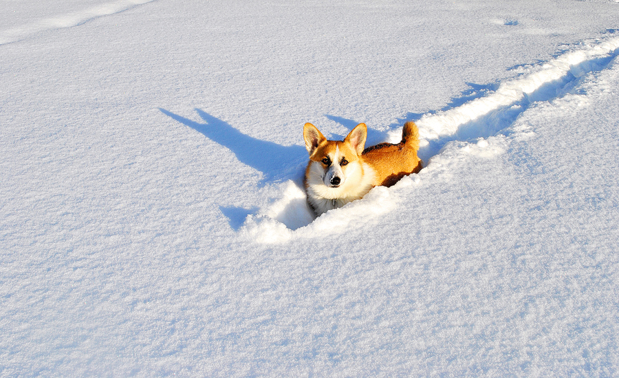 Velsas korgijs – lielisks suns ģimenei ar bērniem + VIDEO | LA.LV