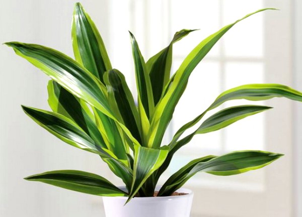 Septiņi vislabākie augi, kuri attīra gaisu telpās | LA.LV