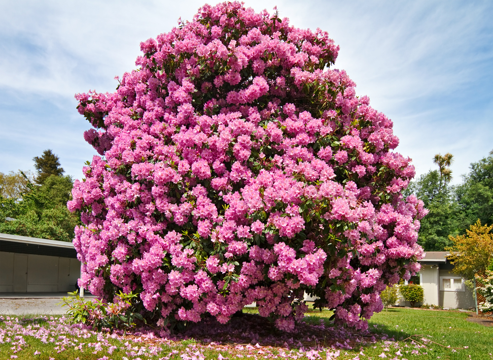 Rododendru postītājs – blakts. Kurus krūmus tā bojā vairāk? | LA.LV