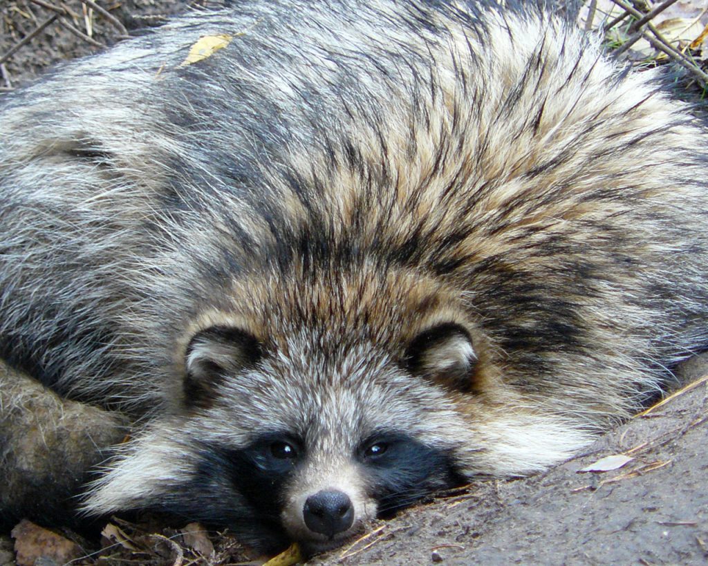 Noslēpumainā jenotsuņa diena Līgatnes dabas takās | LA.LV