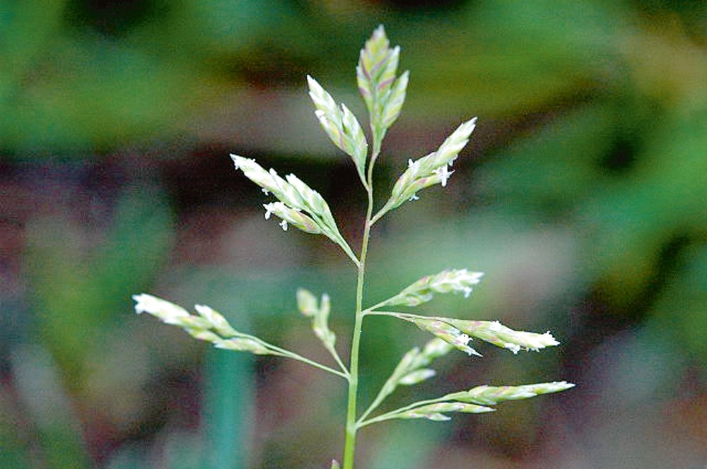 Padomi agresīvākās nezāļu sugas apkarošanā | LA.LV