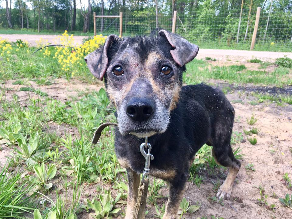 Ulubele vasaras brīvlaikā gaida mazos dzīvniekmīļus savā skoliņā | LA.LV