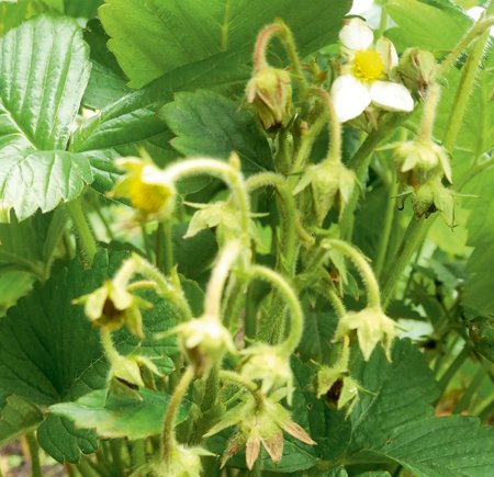 Zemenes zied, bet neražo. Kas par vainu? | LA.LV