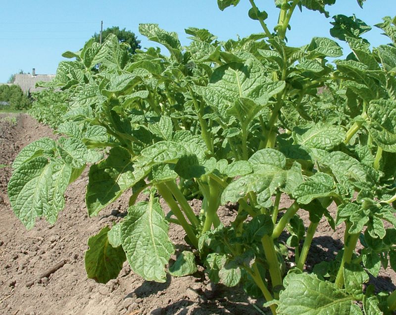Kartupeļu lakstu puve nesnauž | LA.LV