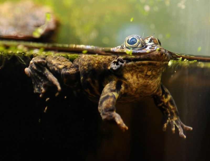 Valdis Krastiņš: Par ko liecina “Rīdzenes sarunas” | LA.LV