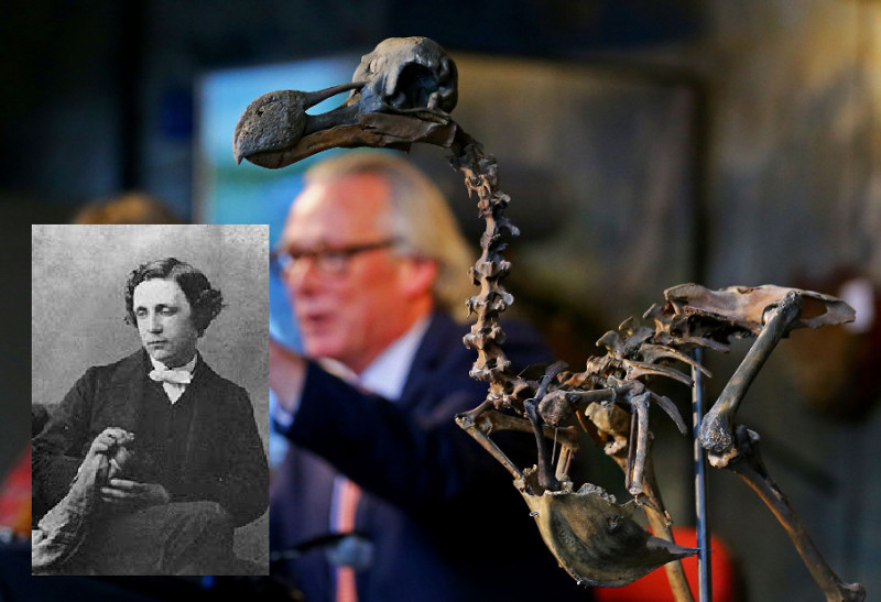 Par godu Kerola jubilejai izstādīs izmiruša putna skeletu | LA.LV