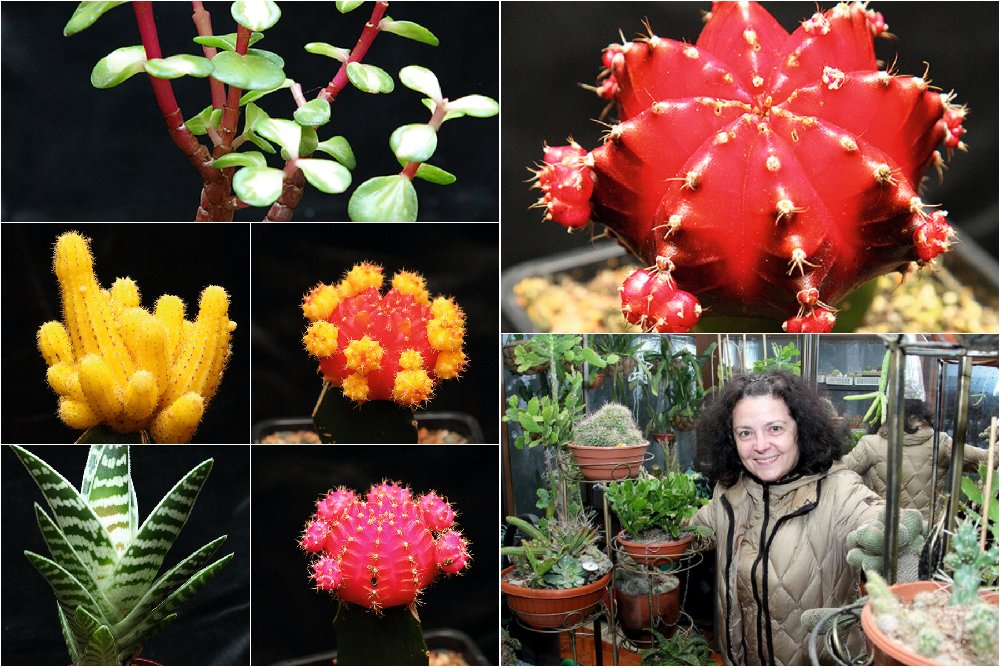 Ziemas ziedi – sukulenti. 10 interesantu kaktusu raksturojums | LA.LV