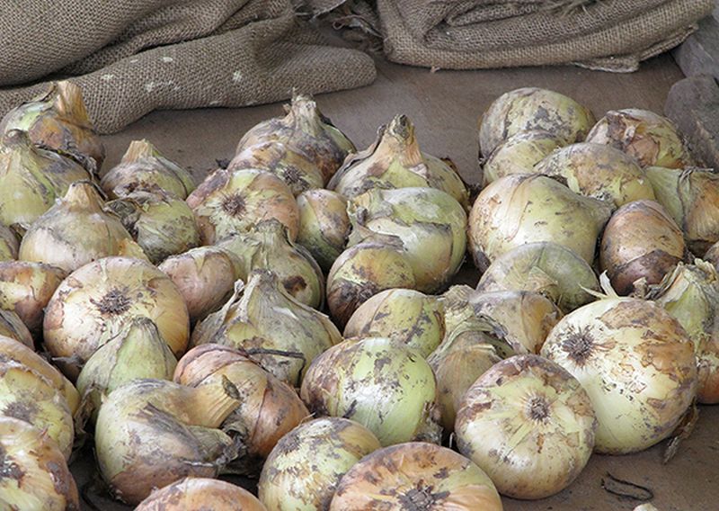 Sīpoli sāk mosties? Viss par lociņiem un sīpolu šķirnēm | LA.LV