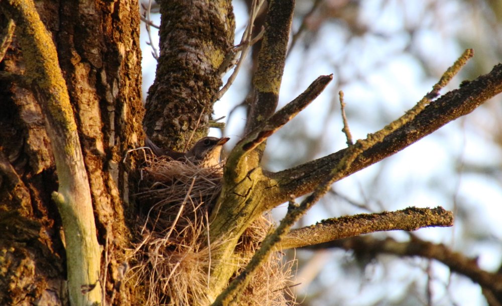 Pelēko strazdu dzīve. Ligzdas vīšana | LA.LV