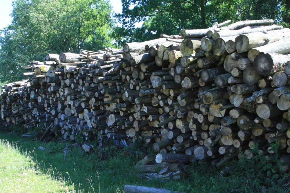Lai nopirktu autobusu, Tukuma dome nolemj izsolē pārdot malku | LA.LV