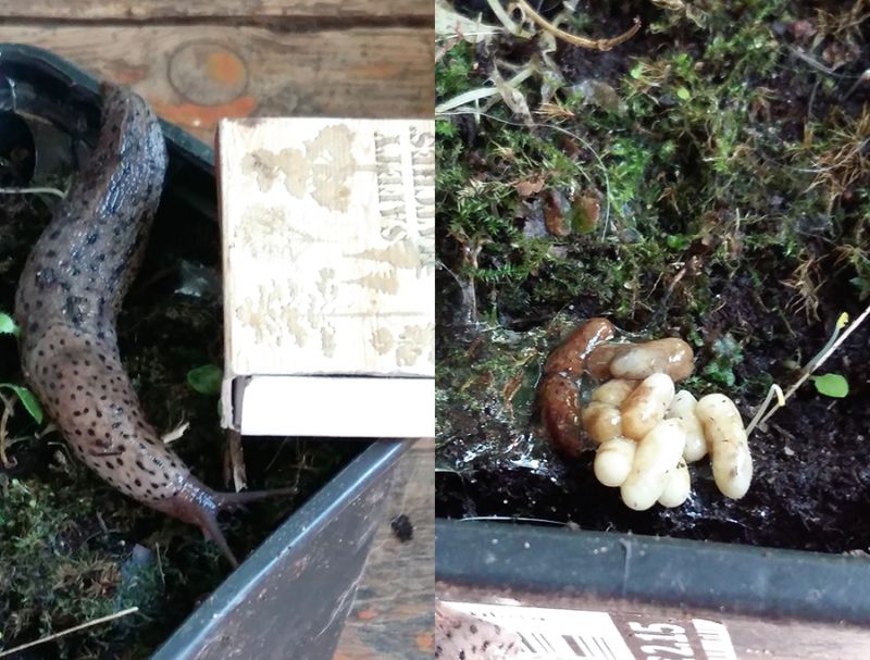 Milzu gliemji dārzā. Dārzkopju padomi, kā no tiem atbrīvoties | LA.LV