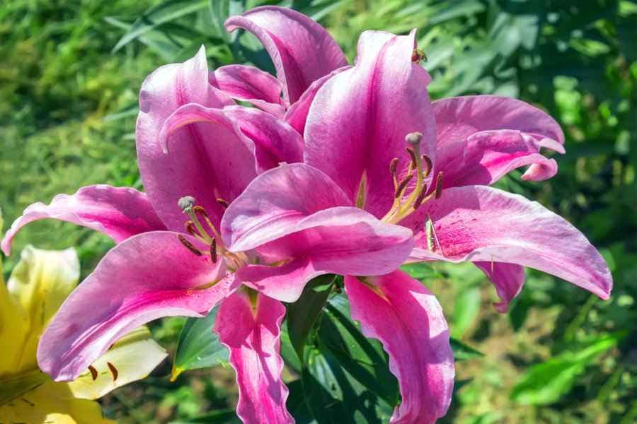 Kā uzziedināt lilijas uz vasaras sākumu? | LA.LV