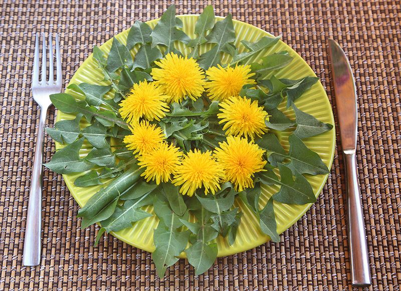 Uz šķīvja – pienene! Kas tajā vērtīgs + 4 receptes | LA.LV