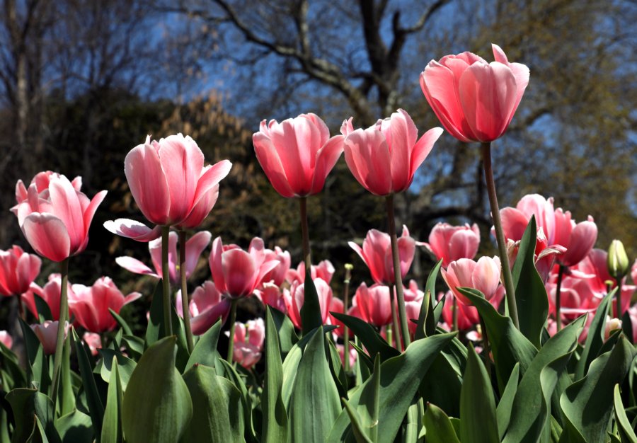 Liepājā skatāma krāšņa tulpju un narcišu izstāde | LA.LV