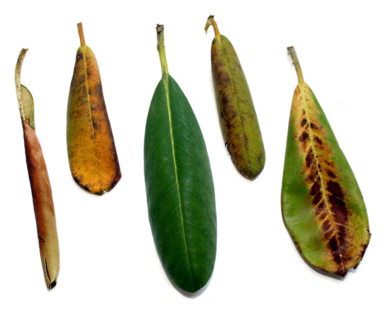 Kas kaiš rododendriem? Lasītājai atbild Botāniskā dārza speciāliste | LA.LV