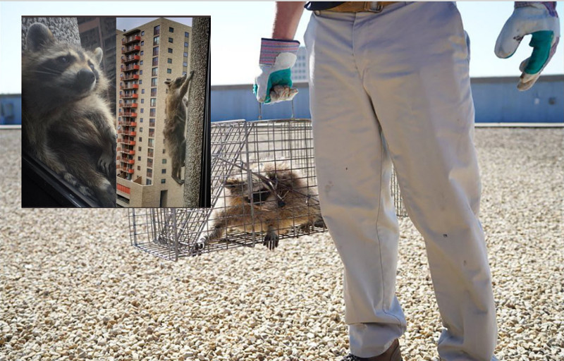 VIDEO: Internetu pārņem jenots augstkāpējs | LA.LV