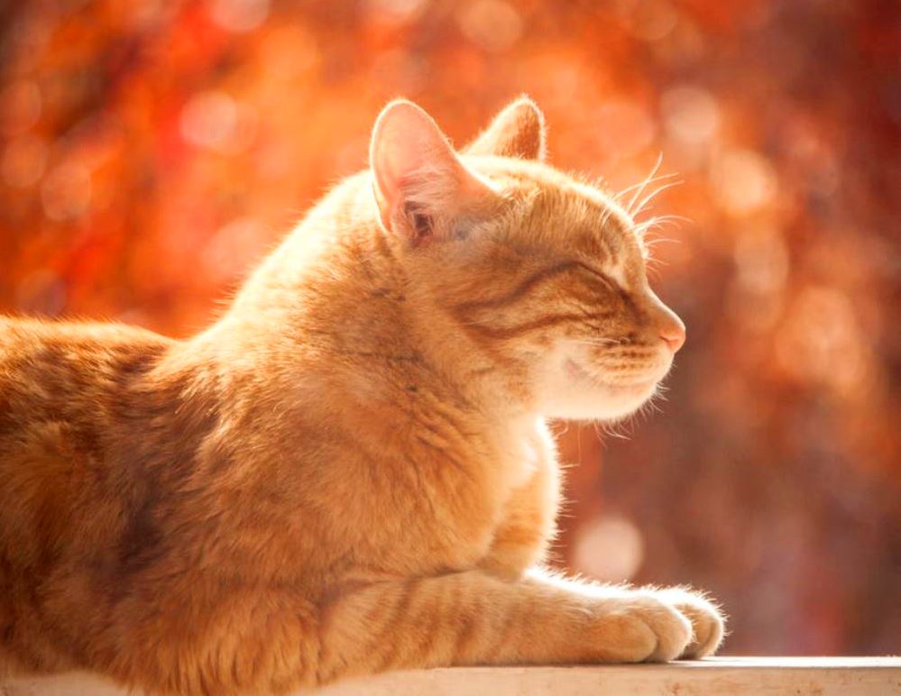 Balts kaķis – veiksme, melns kaķis – nelaime? Mīti un patiesība par ...