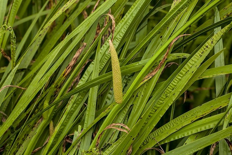 Augi, kas var palīdzēt notievēt. Iesaka Artūrs Tereško | Veselam.lv