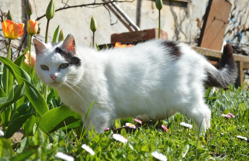 Par kaķa nosišanu ar cirvja kātu piespriež 20 dienas aiz “restēm” | LA.LV