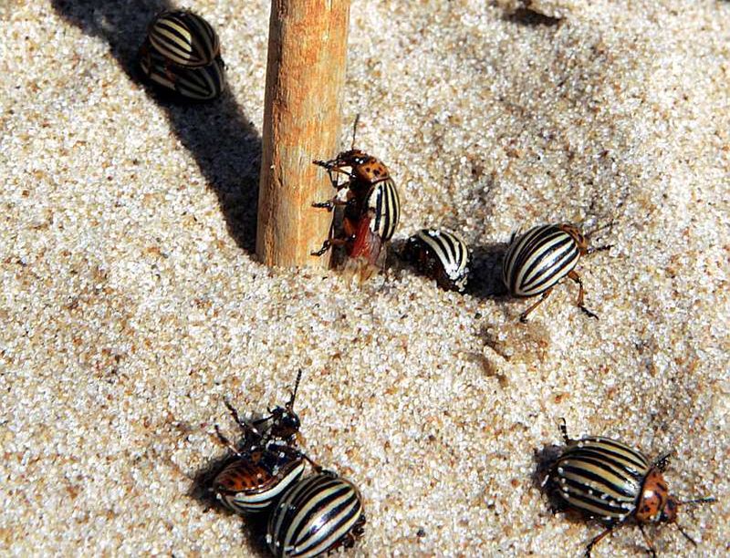 1958. gada 28. augustā. Kolorādo vabole sasniedz Latviju | LA.LV