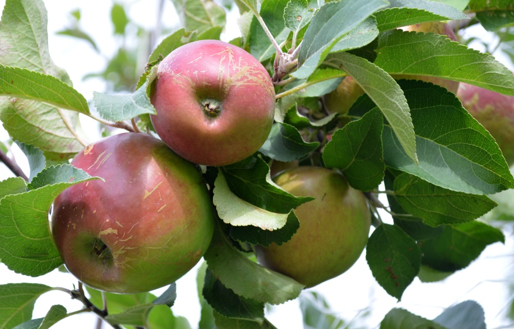Nedēļa noslēgsies ar karstu un vējainu laiku | LA.LV