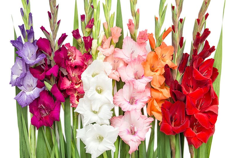 Gladiolas – princeses, kas aug vienas. Kāpēc pa vidu nevajag stādīt ...