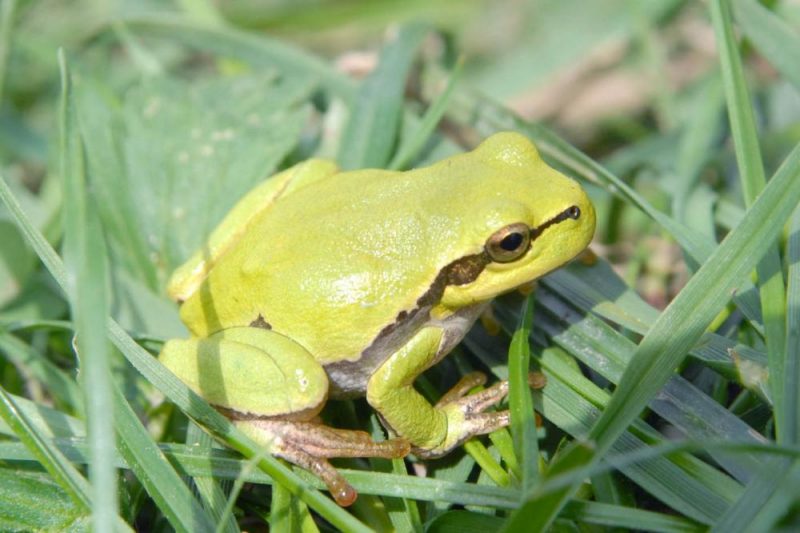 Pirmdien saglabāsies sauss un pārsvarā saulains laiks | LA.LV