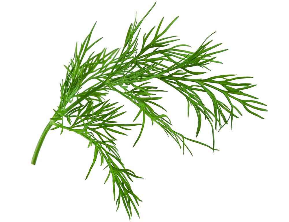 Ejam… dillēs! Nenovērtētais garšaugs der daudzām vajadzībām | LA.LV